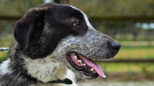 Exploring Rafeiro do Alentejo Dog Breed | Try Fi