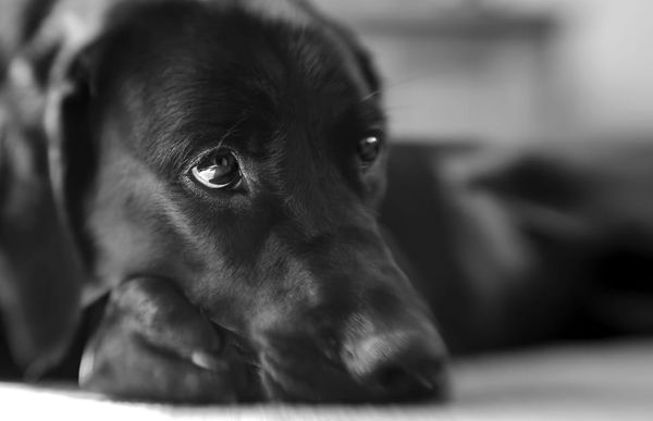 What Color Collar Suits a Black Dog Best: Tips for Choosing