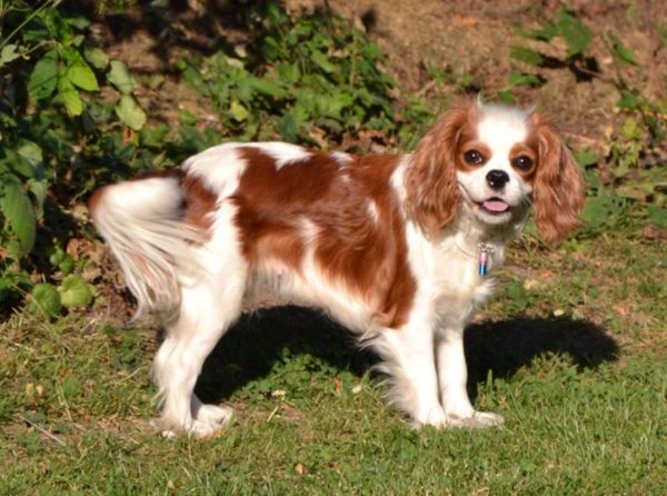 Cockalier: Perfect Blend of Cocker Spaniel and Cavalier!