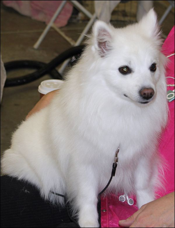 American Eskimo Dog: History, Care, and Training