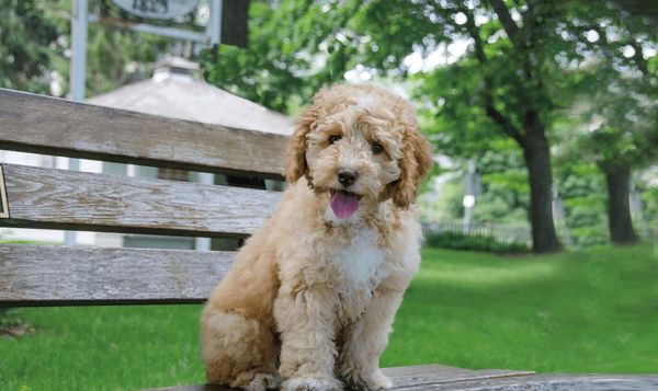 Mini Labradoodle Guide: All You Need to Know