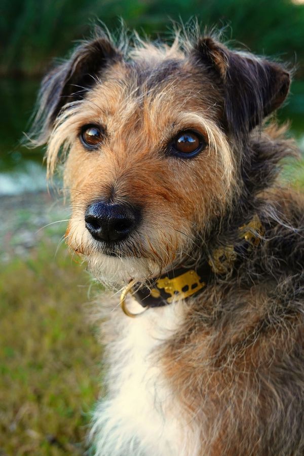 Portuguese Podengo: Iberia's Agile and Ancient Hound