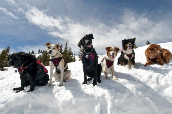 Snow Patrol Dogs | Wintry Rescues & Vital Snowy Role