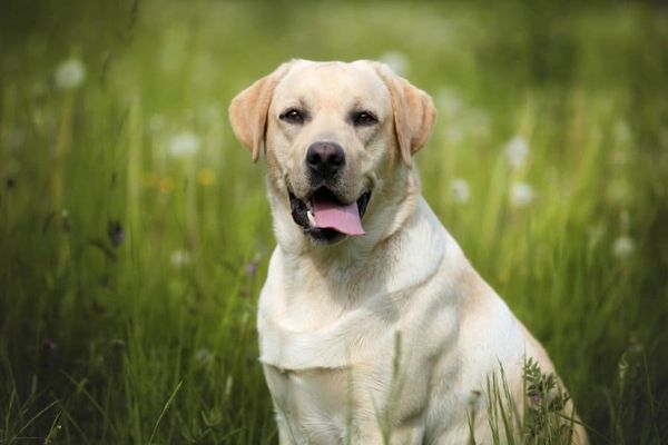 Labrador Retriever Lifespan: Maximizing Your Dog's Years