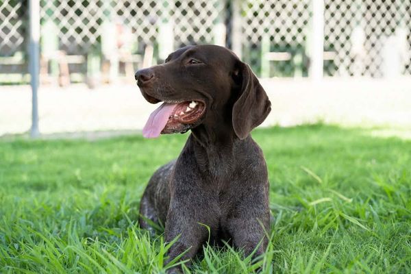 German Shorthaired Pointer Hunt Training Guide