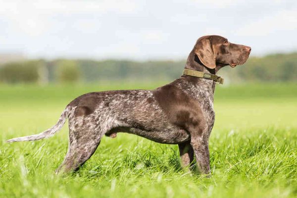 German Shorthaired Pointer Hunt Training Guide