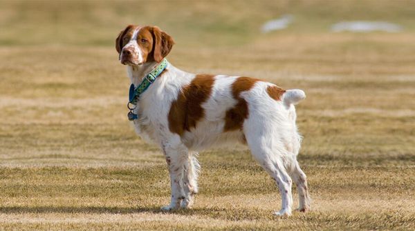 Understanding the Complexities of Dog Tail Docking