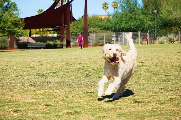 Arizona's Desert Havens: A Guide to the Best Dog Parks
