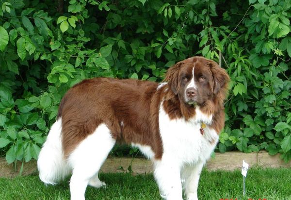 Discover the Coat Colors of Brown & White Newfoundland Dogs
