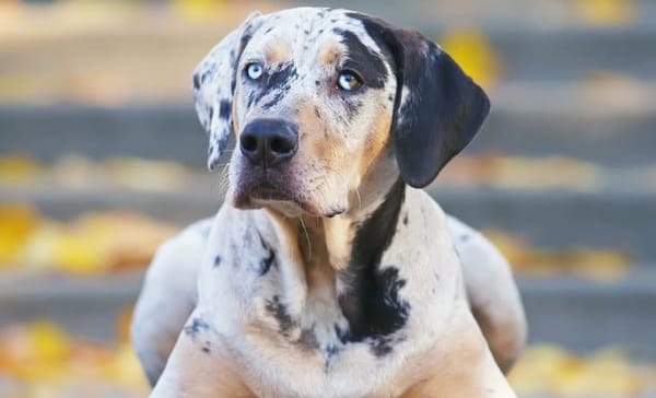 Are Catahoula Leopard Dogs Rare? Uncovering Their Uniqueness
