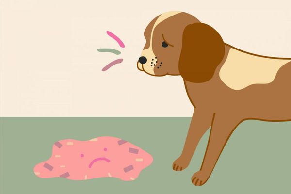 Why is my Puppy Throwing Up? Vomiting Vet Insights!