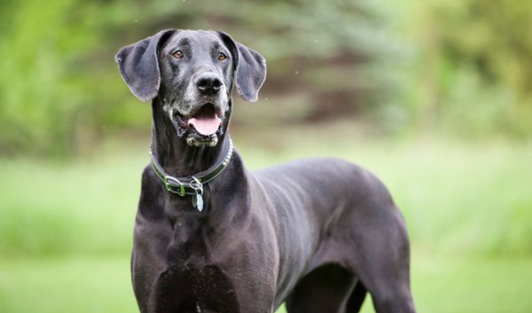 Great Danes: Protective Nature and Loyal Companionship