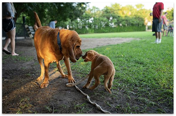 South Carolina's Palmetto Pooch Parks: Top Picks for Canine Fun