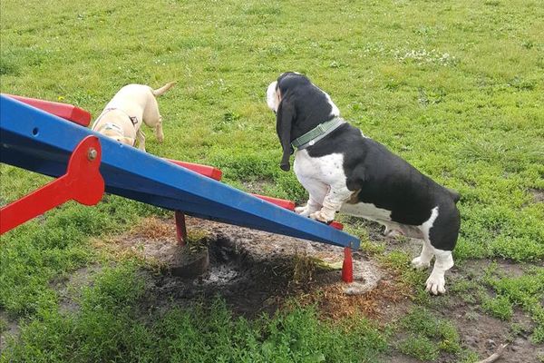 South Dakota's Rushmore of Dog Parks: The Best Spots for Dogs to Play