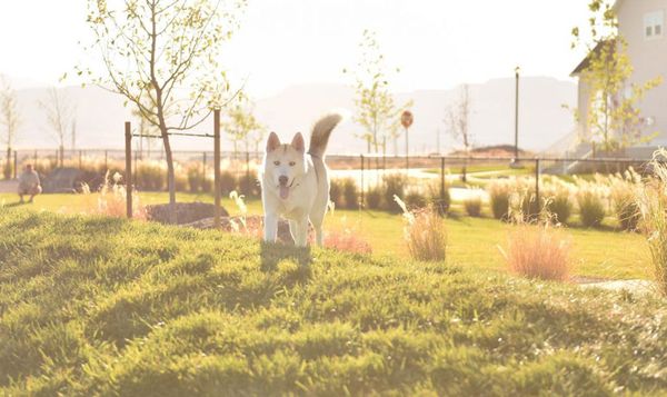 Utah's Canine Red Rocks: The Best Dog Parks Among the Mountains