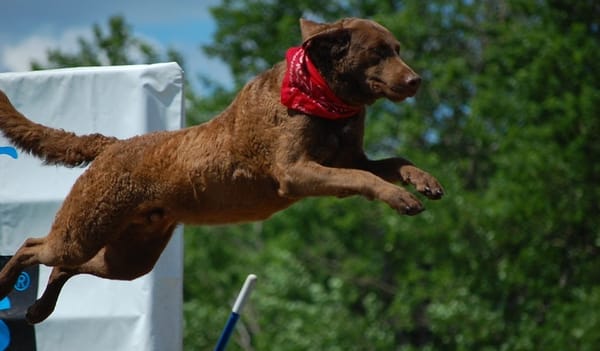 Can a Dog Jump a 4-Foot Fence? Insights and Safety Tips
