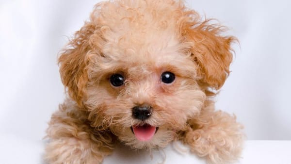Exploring Size Differences Between Toy & Miniature Poodles