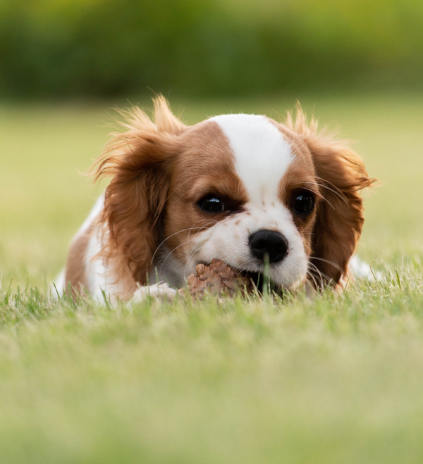 Cavalier King Charles Spaniels: Hunting Dogs? Dog Insights
