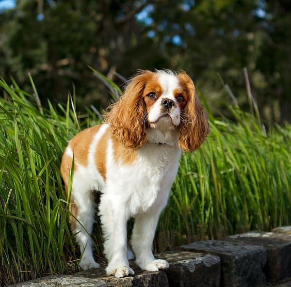 Cavalier King Charles: When Do They Get Their Full Coat?