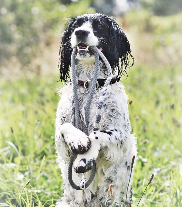 Are English Springer Spaniels Easy to Train? Tips for Success