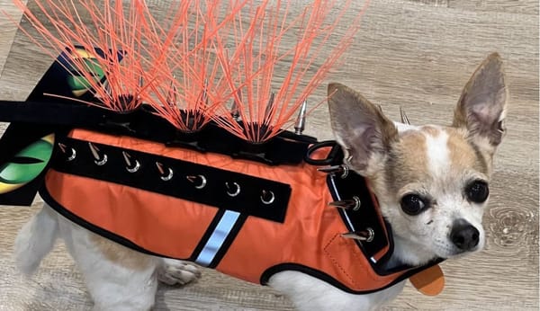 Hawk Vest for Dogs: Feathered Fashion Meets Function!