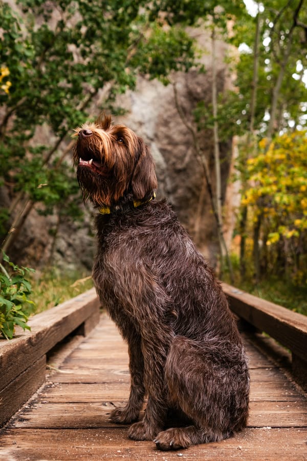 Understanding Shedding in Wirehaired Pointing Griffons