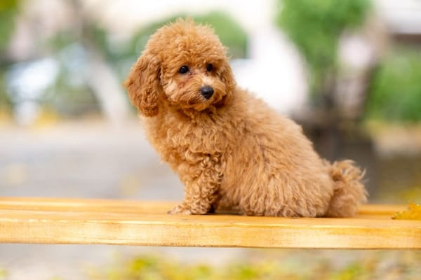Exploring Size Differences Between Toy & Miniature Poodles