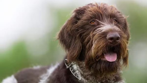 Wirehaired Pointing: Griffon Grooming Guide Tips & Technique