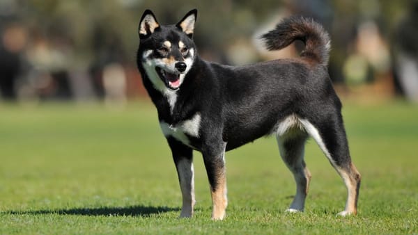 Discover the Charm of Black Shiba Inu: Facts and Care Tips