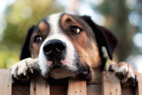 Budget-Friendly Dog-Proof Garden Fencing Guide