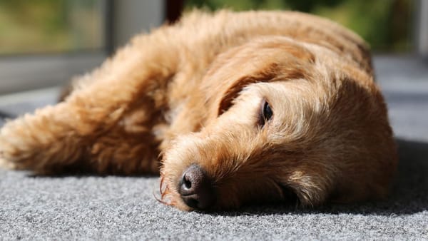 Acting Swiftly: What to Do If Your Dog Ingests Rat Poison