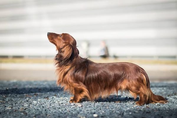 Exploring the Diversity of Dachshunds: In-Depth Breed Guide