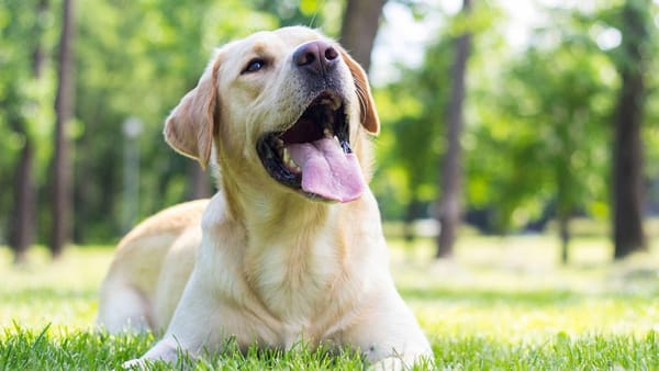 Oregano Oil for Dogs' Health and Happiness