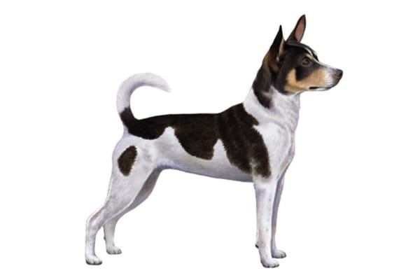 Decoding Rat Terrier Tails: Length, Types, and Care Guide