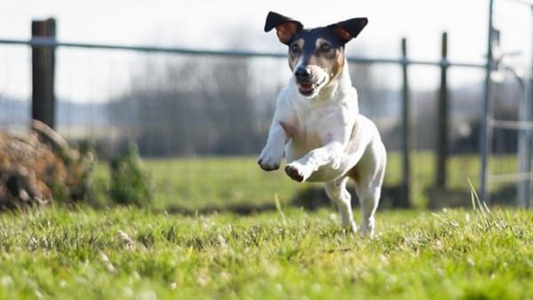 Rat Terriers: Comprehensive Guide to Rat Hunting & Training