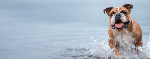 Can American Bulldogs Swim? Unveiling Their Aquatic Skills