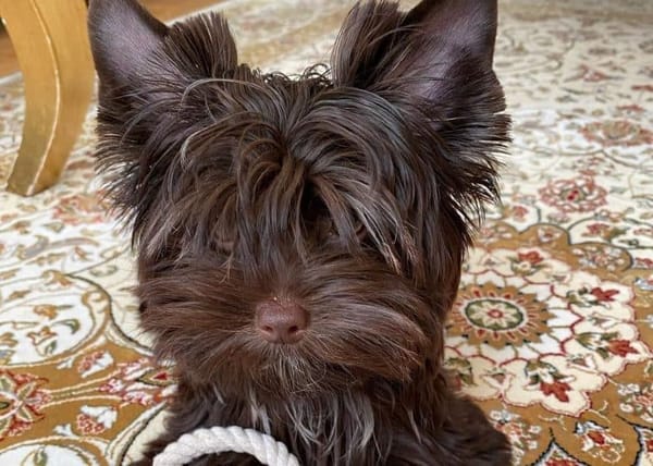 Chocolate Yorkie: Embrace the Allure of the Chocolate Yorkie