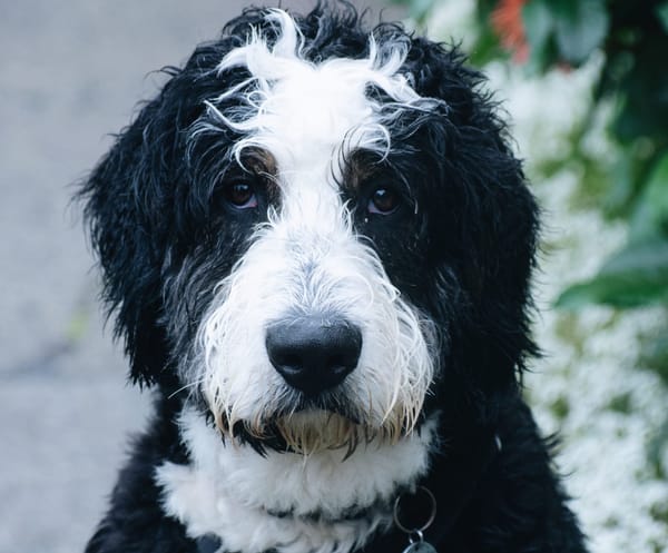 Complete Size and Care Guide for Full-Grown Bernedoodles