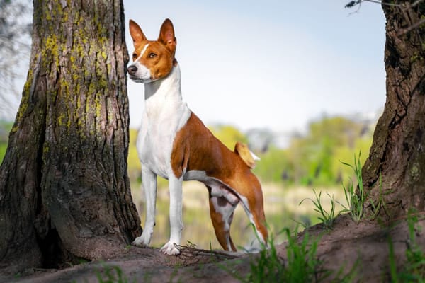 Are Basenji Easy to Train? Discover the Ease of Teaching!