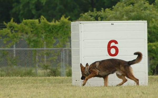 Dog Confidence Building Exercises A Comprehensive Guide
