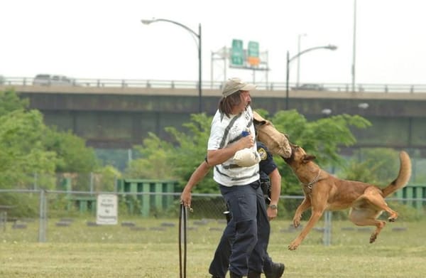 Dog Confidence Building Exercises A Comprehensive Guide