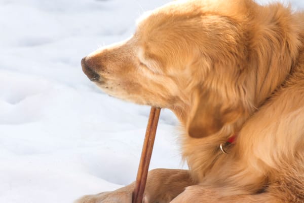 Healthy Treats: Exploring Beef Cheeks For Dogs