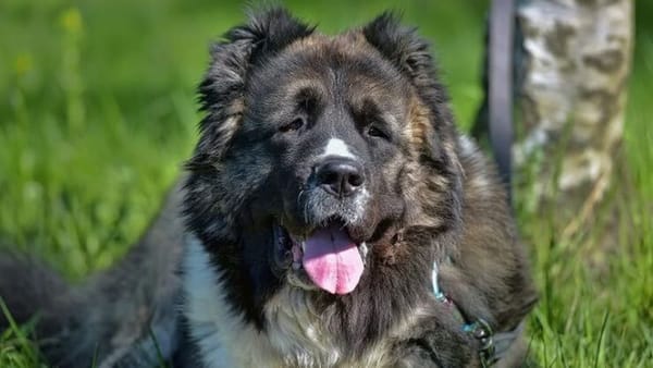 Russian Bear Dog: A Powerful and Loyal Breed Guide