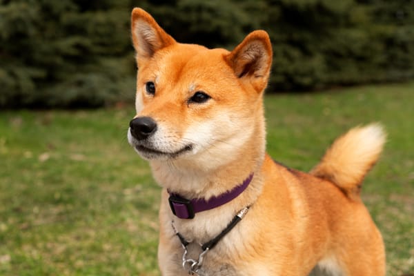 Akita Names: Choose the Perfect Name for Your Akita!