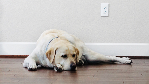 My Dog is Disoriented, Unbalanced, and Confused. What should I do?