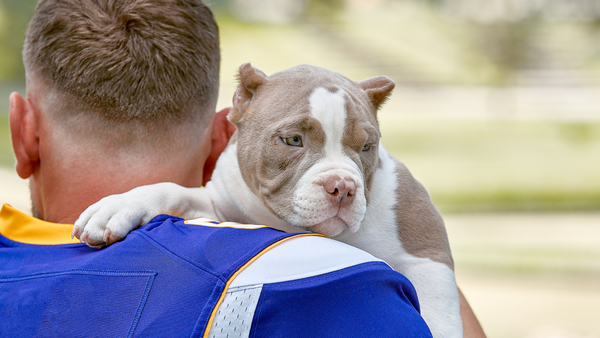 Micro Bully vs Pocket Bully: Key Differences Explained