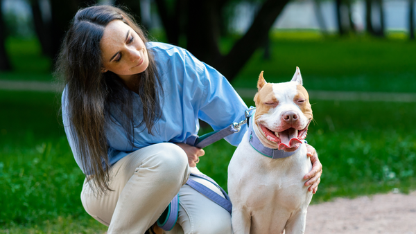 Micro Bully vs Pocket Bully: Key Differences Explained