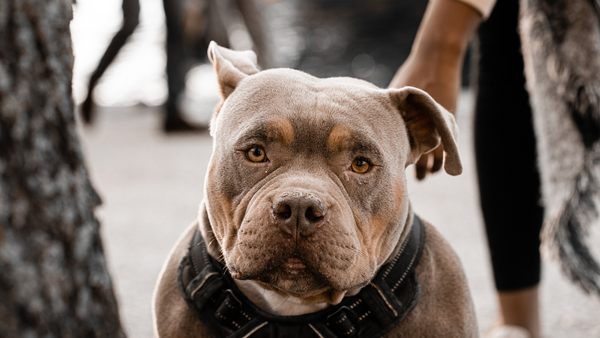 Micro Bully vs Pocket Bully: Key Differences Explained