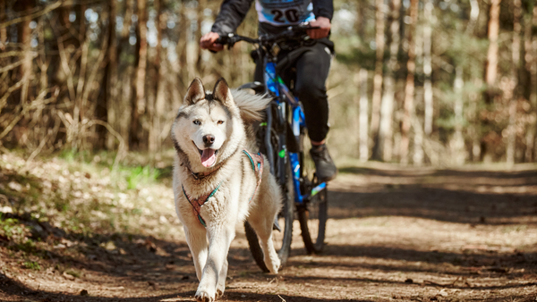 Riding Bike with Dog: Discover the Thrill of Riding Together