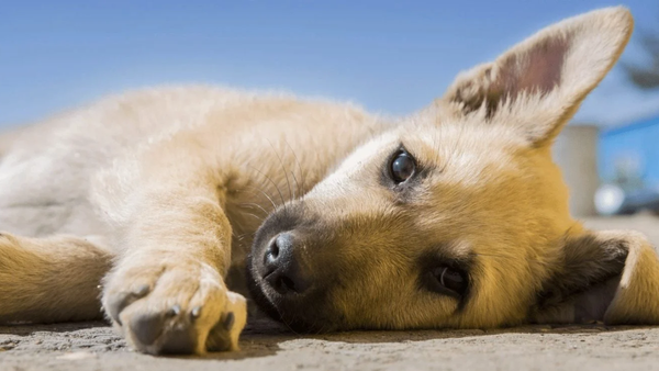 My Dog is Disoriented, Unbalanced, and Confused. What should I do?